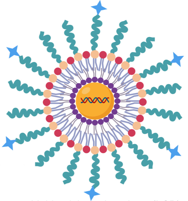 Laboratory of Bio-Inspired Immuno-Gene Therapy