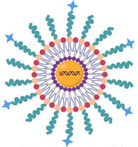 Laboratory of Bio-Inspired Immuno-Gene Therapy