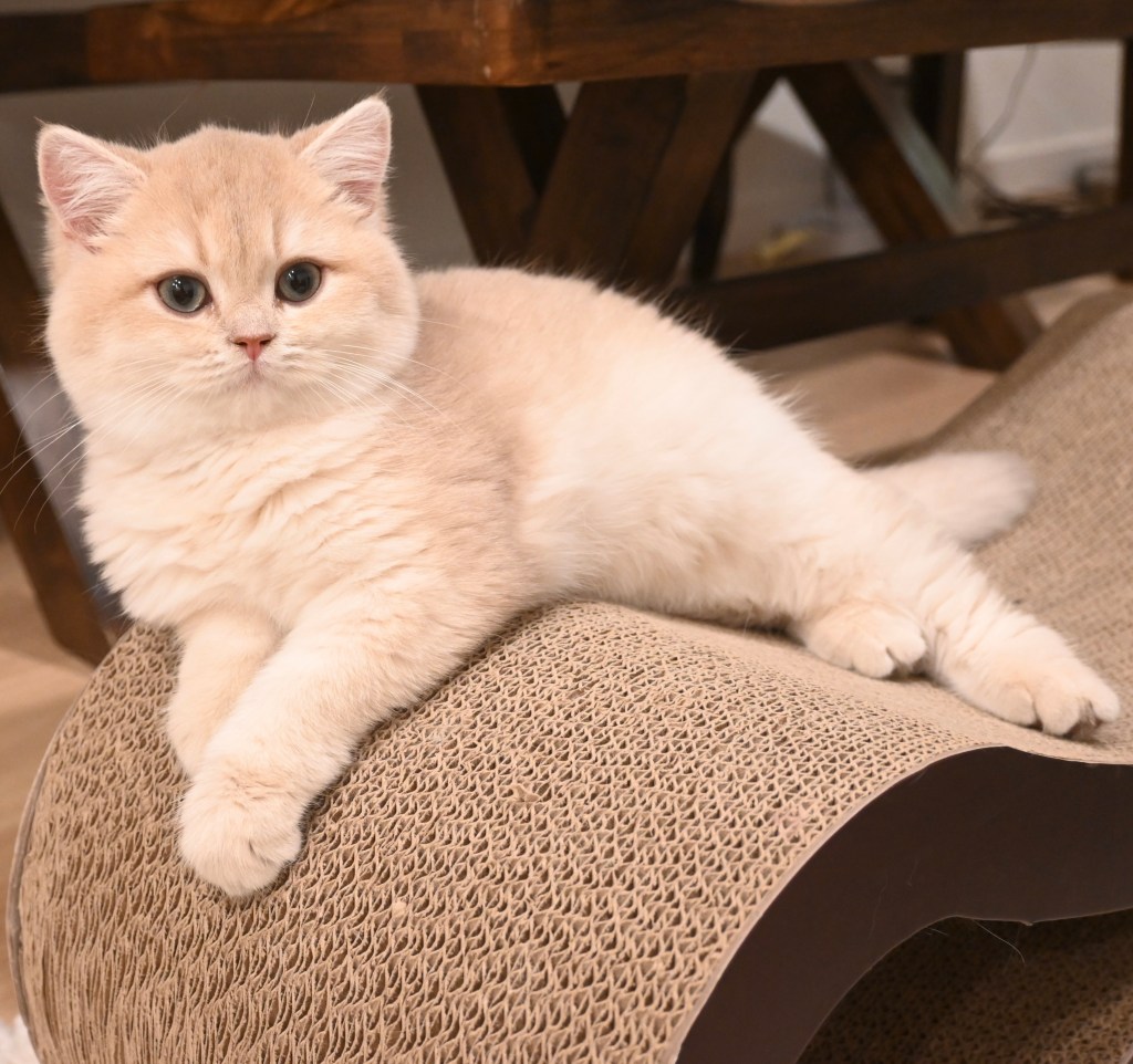 People – Laboratory of Bio-Inspired Immuno-Gene Therapy