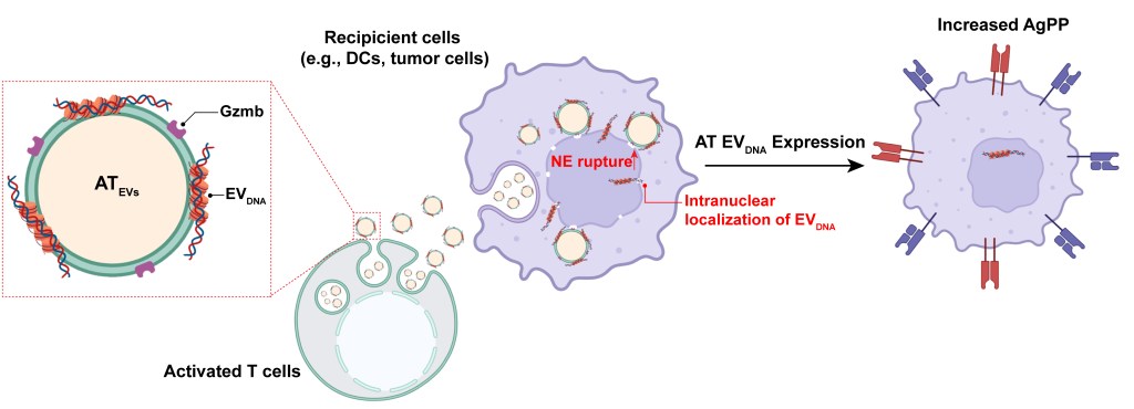 Research – Laboratory of Bio-Inspired Immuno-Gene Therapy
