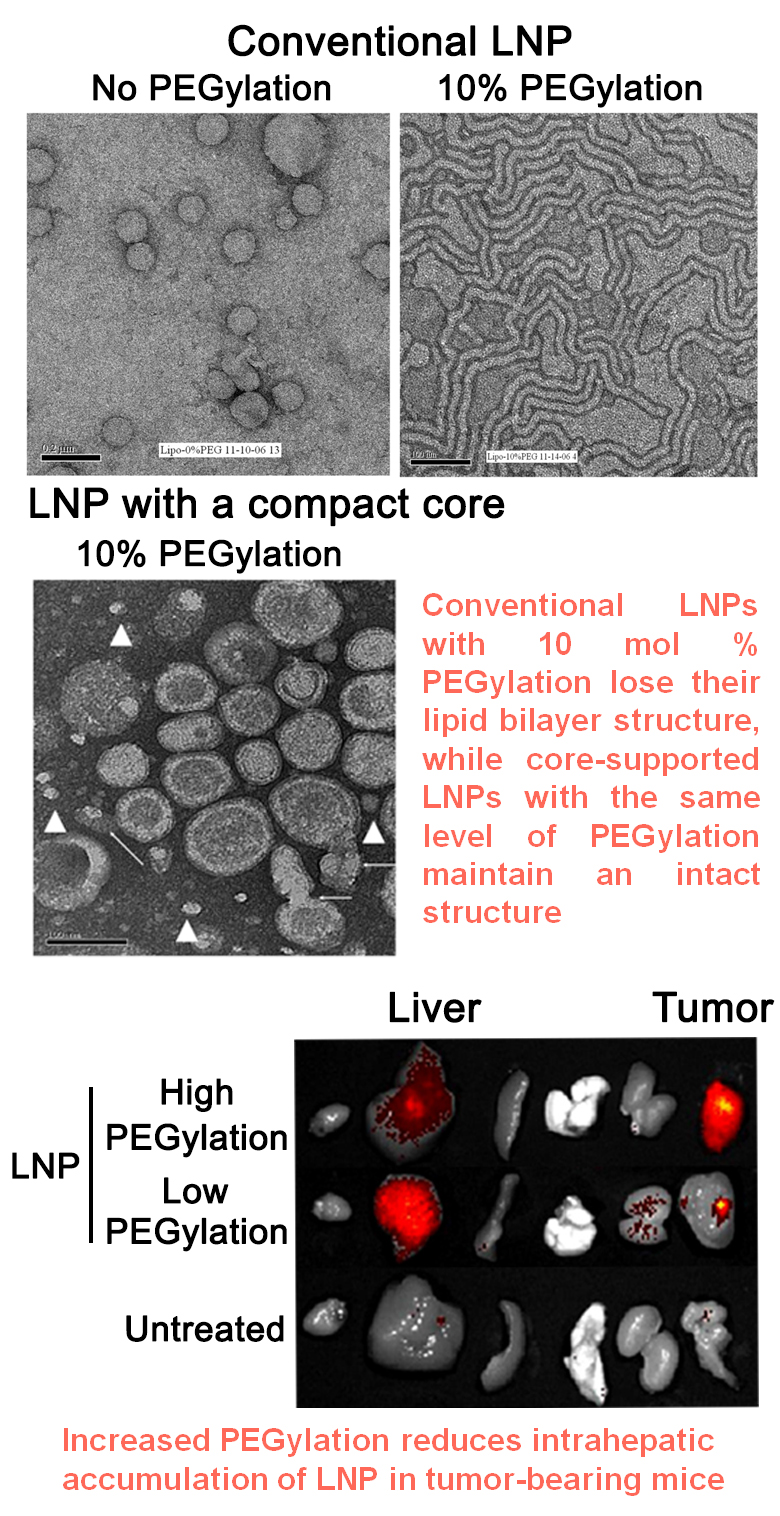 Research – Laboratory of Bio-Inspired Immuno-Gene Therapy